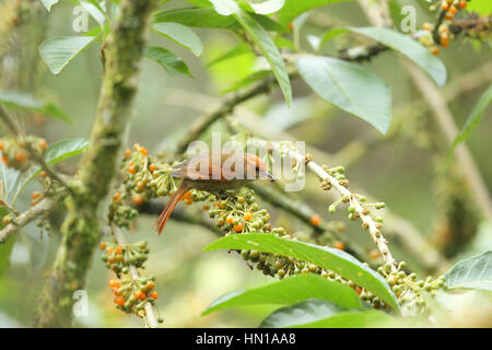 Red-faced Spinetail (Cranioleuca erythrops), Andes, Ecuador Stock Photo ...