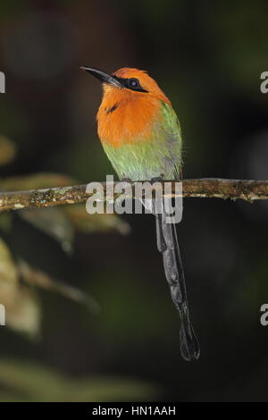 Red rufous motmot (Baryphthengus martii) adult, sitting on a branch, La ...