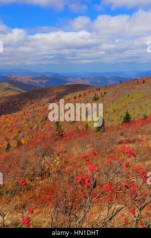 South of Black Balsum Knob, Looking at Investor Gap Trail, Art Loeb ...