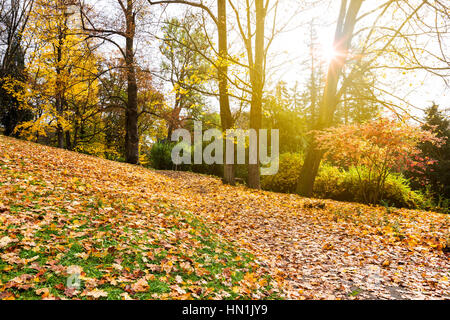 Park autumn with sun rays in late autumn forest Stock Photo - Alamy