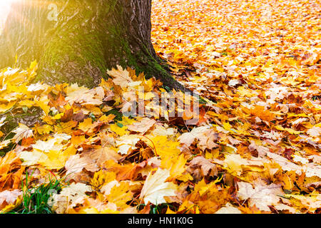 Park autumn with sun rays in late autumn forest Stock Photo - Alamy