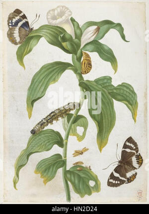 Maria Sibylla Merian - plant study with butterflies Stock Photo - Alamy