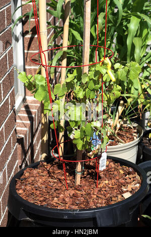 Growing grape vine in a pot Stock Photo - Alamy