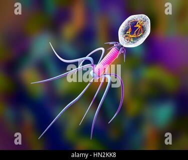 Bacteriophages infecting bacteria, computer illustration. A ...