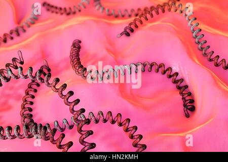 Leptospira bacteria,computer illustration.Leptospira is one of group of ...
