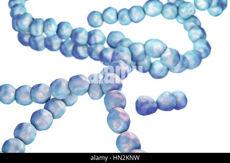 Streptococcus bacteria, computer illustration. Streptococcus bacteria ...