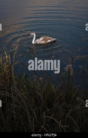 Swan on Water at Dusk Stock Photo - Alamy
