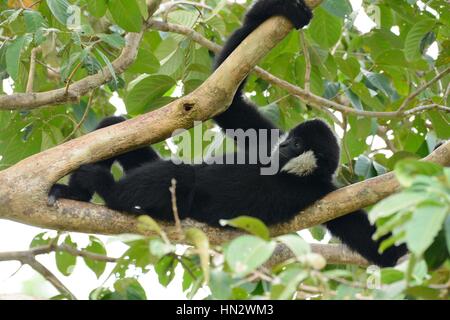beautiful White-cheeked Gibbon (Hylobates concolor) sitting on branch ...