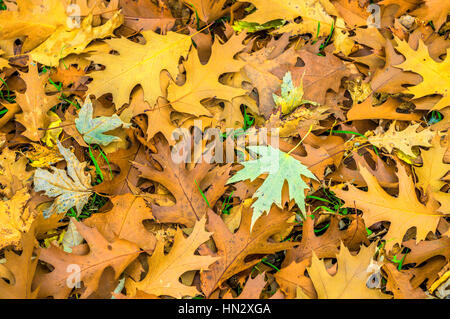A closeup of yellow autumn leaves on a house wall Stock Photo - Alamy