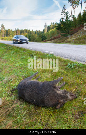 Wild boar (Sus scrofa) roadkill after collision with speeding car Stock ...