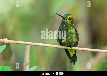 Black-thighed Puffleg (Eriocnemis derbyi), male, PNN Los Nevados Stock ...