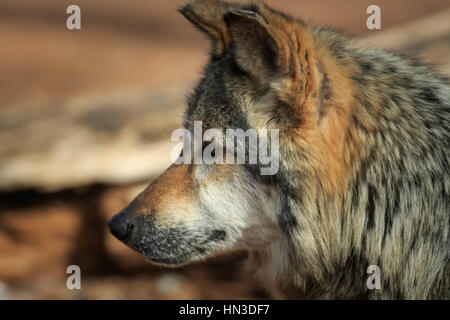 A Mexican Grey Wolf from the Oklahoma City zoo Stock Photo - Alamy