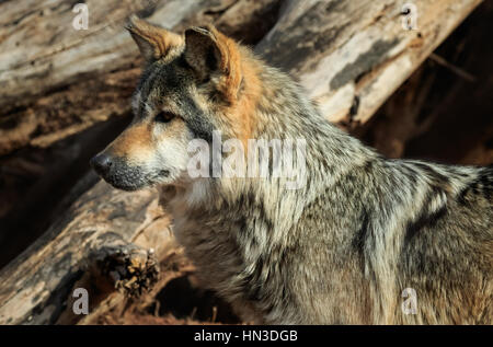 A Mexican Grey Wolf from the Oklahoma City zoo Stock Photo - Alamy