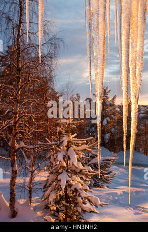 Snow hanging in trees at sunset Stock Photo - Alamy