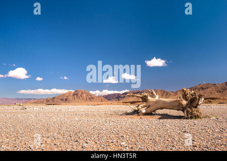 tree desert wasteland dead blue travel environment enviroment death ...