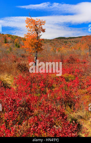 Graveyard Fields Loop Trail, Graveyard Fields, Blue Ridge Parkway ...