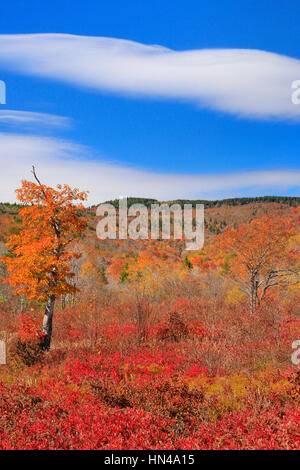 Graveyard Fields Loop Trail, Graveyard Fields, Blue Ridge Parkway ...