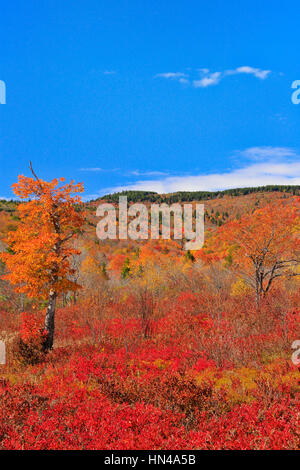 Graveyard Fields Loop Trail, Graveyard Fields, Blue Ridge Parkway ...