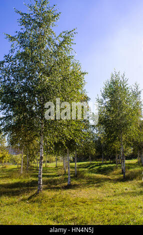 Beautiful summer landscape with birches on the hill Stock Photo - Alamy