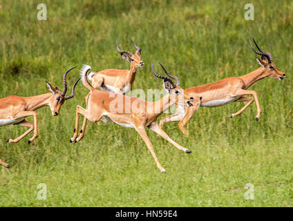 Impala bucks Rutting Stock Photo - Alamy