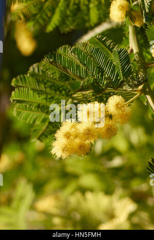 Branches of flowering Mimosa or Acacia dealbata Stock Photo - Alamy