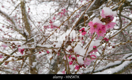 Pink cherry tree blossoms - Snow falls on spring flowers and cherry ...