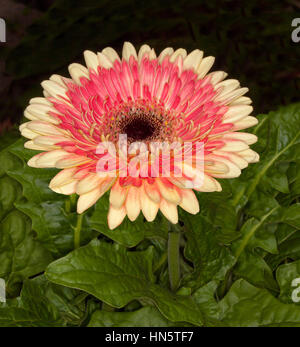 pink colored gerbera flower on farm for harvest Stock Photo - Alamy