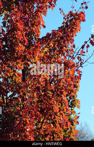 A beautiful tree with red leaves in the morning sunlight Stock Photo ...