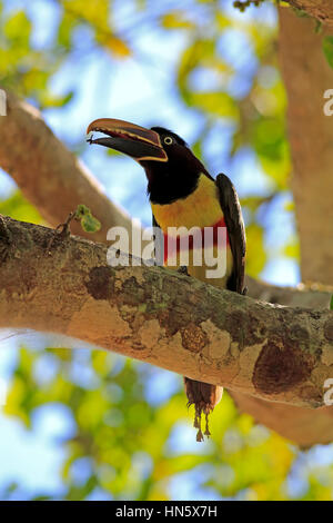 Chestnut-eared Aracari feeding on tree fruits in The Pantanal in ...