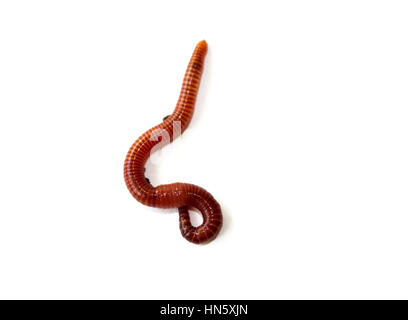 earth worm close up isolated , white background Stock Photo - Alamy