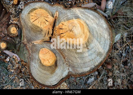 Eucalyptus bark forms Stock Photo - Alamy