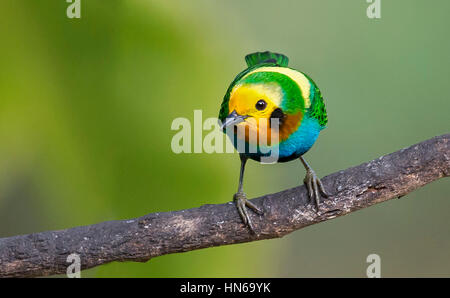 Multicolored Tanager (Chlorochrysa nitidissima) male, Valle del Cauca ...