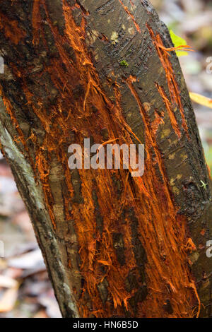 Red Alder, Alnus rubra, bark with typical white crustose lichens along ...