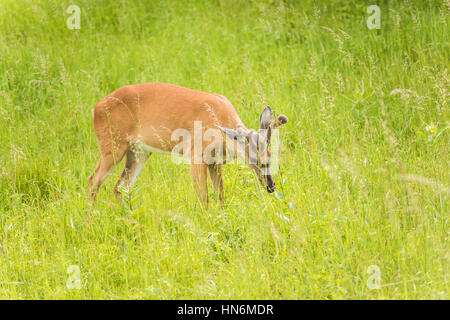 One horned deer grazing in sunny meadow Stock Photo - Alamy