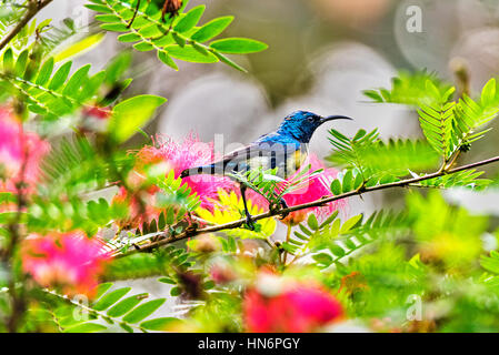 Purple Sun bird Stock Photo - Alamy