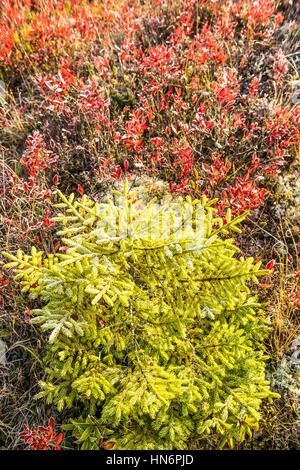 Coniferous bushes covered with ice on winter day Stock Photo - Alamy