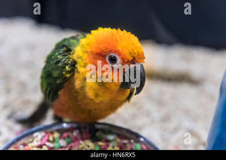 Sun fancy conure colorful parrot from the side with green feathers in ...
