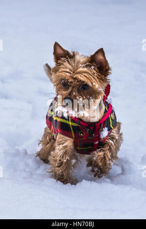 yorkshire terrier playing in the snow in winter Stock Photo - Alamy
