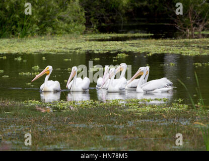 White Pelican (Pelecanus erythrorhynchos). March in Ding Darling ...