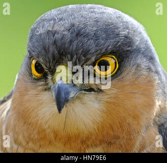 Accipiter nisus sparrowhawk sparrow hawk bird-of-prey predator beak ...