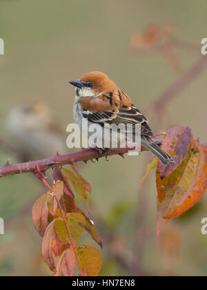 Russet Sparrow (Passer rutilans) male with cherry blossom Stock Photo ...