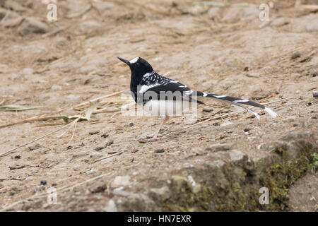 Spotted forktail (Enicurus maculatus) in Dalat, Vietnam Stock Photo - Alamy