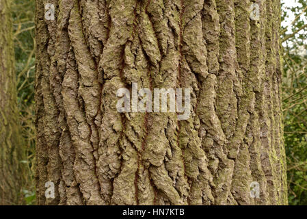 European aspen (Populus tremula), bark, Germany Stock Photo: 86052624 ...