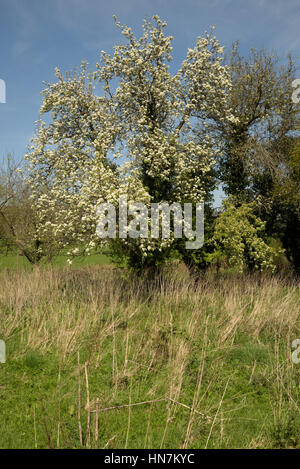 Wild Pear Pyrus pyraster Rosaceae Stock Photo - Alamy