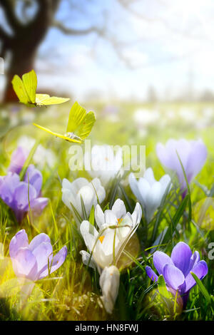 Spring background and snowdrop flowers. Easter background. Overhead ...