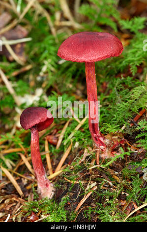 blood red webcap Cortinarius sanguineus natural dye mushroom in a ...