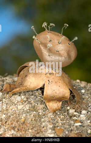 Pepper Pot (Myriostoma coliforme), Fungi, County Road 202, Cameron, TX ...