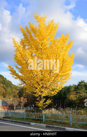 Ginko tree in winter in a Japanese park Stock Photo - Alamy