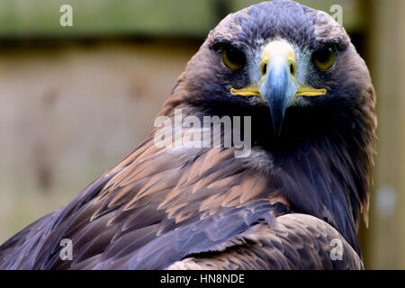 Close-up of Scottish [Golden Eagle] [Aquila chrysaetos]. Side view of ...