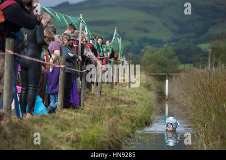 Annual bog snorkelling championship event at Llanwrtyd Wells in Wales ...